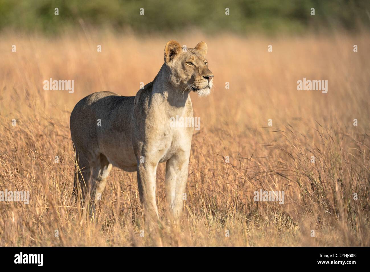 Lioness on the hunt. Female lion stands on termite hill searching for ...