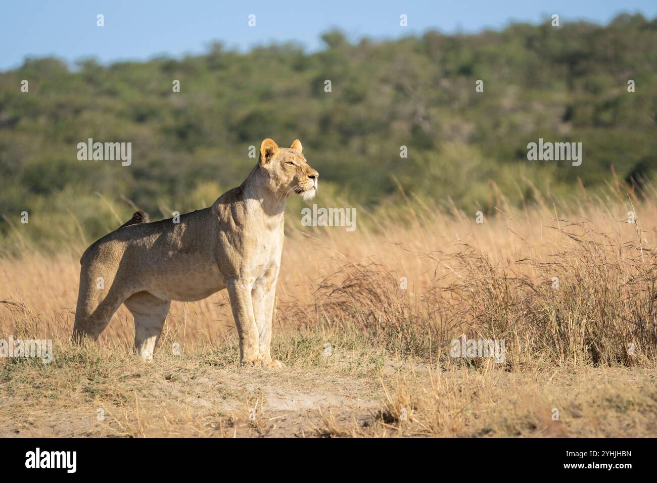 Lioness on the hunt. Female lion stands on termite hill searching for ...
