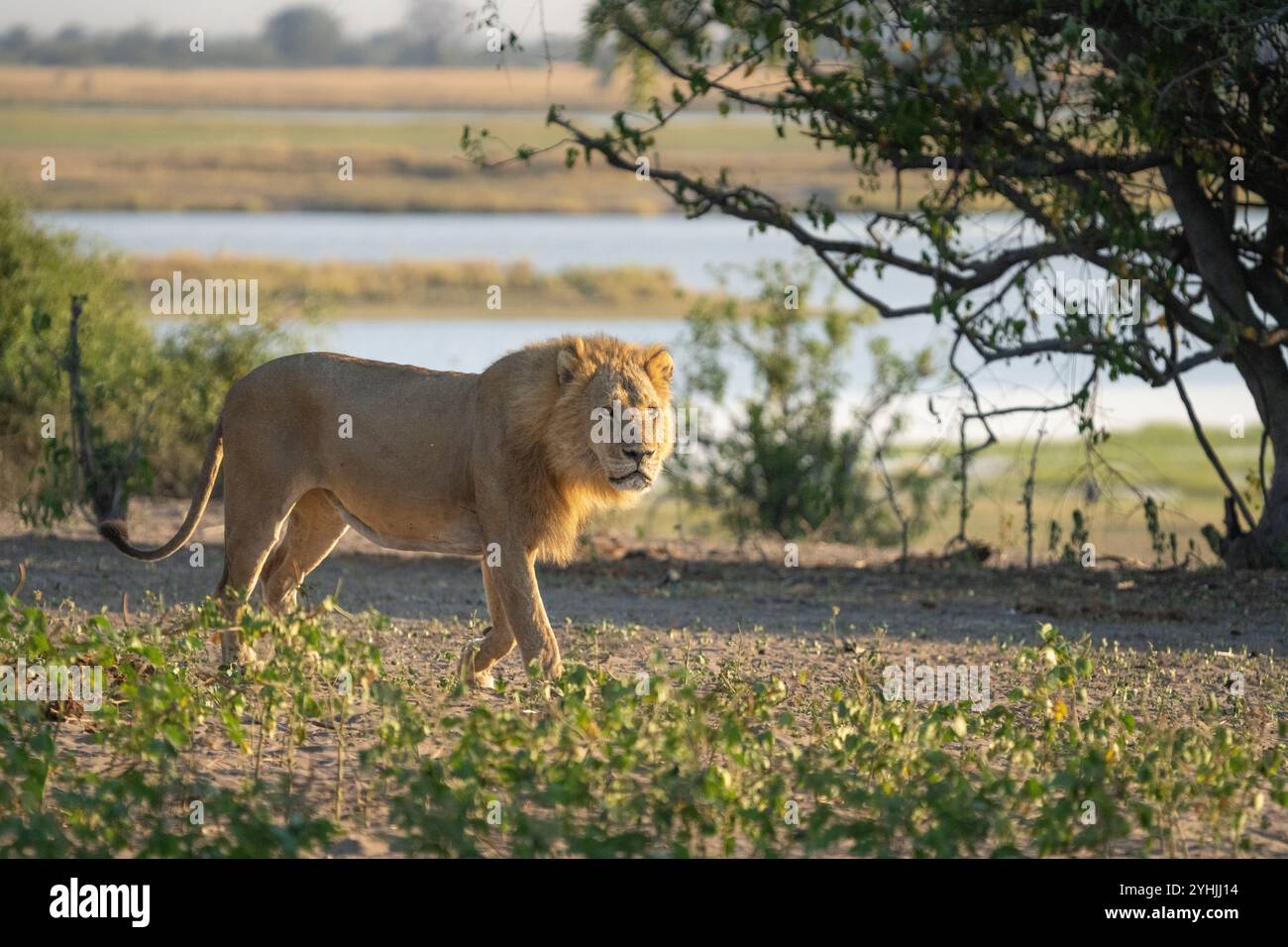 Lion, Panthera leo, walking through the African bush to his pride ...