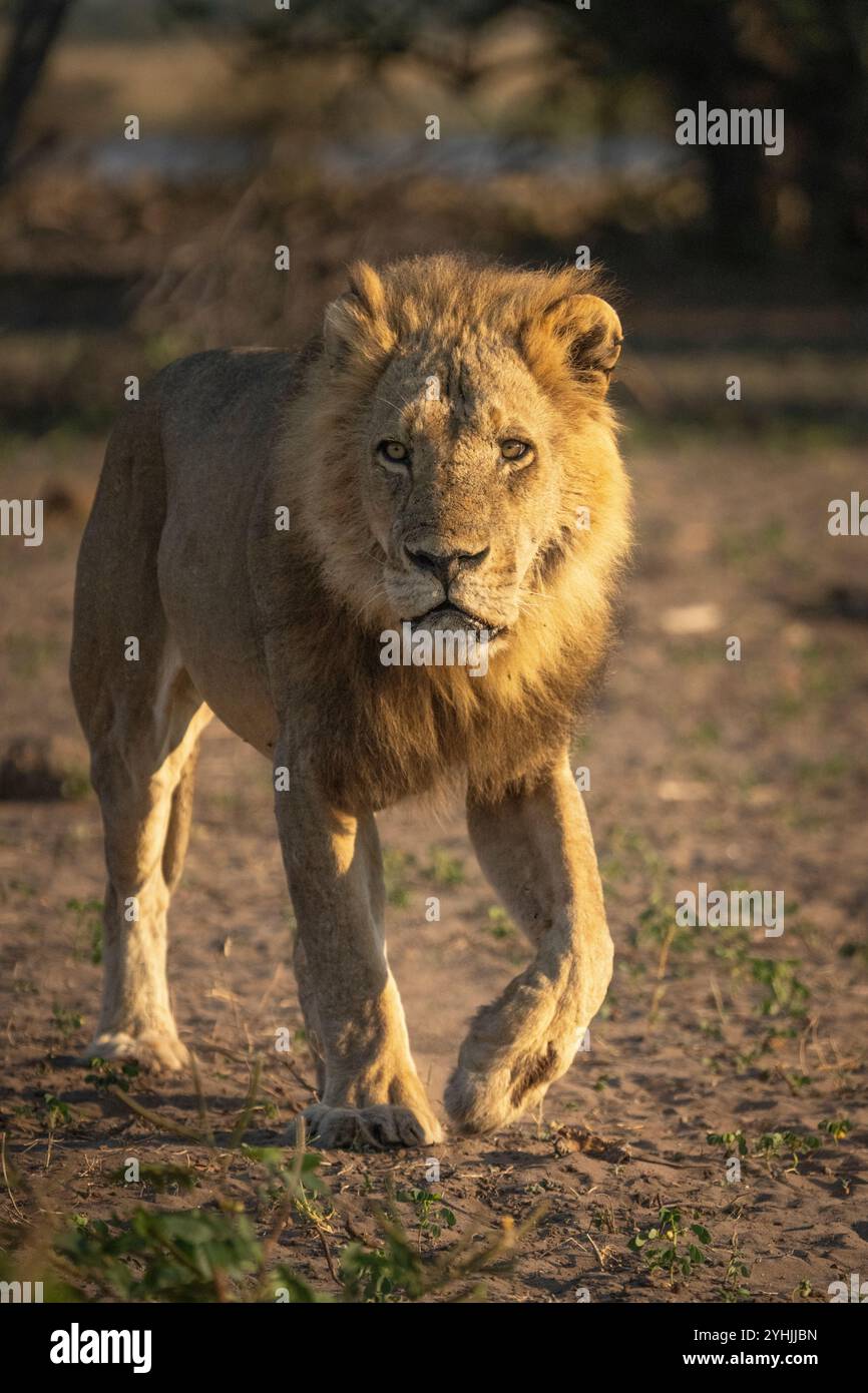 Lion, Panthera leo, walking through the African bush to his pride ...