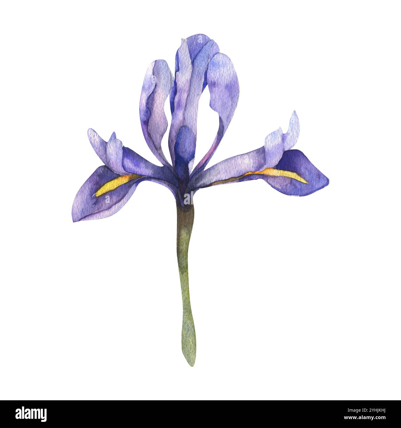 Violet spring iris flower watercolor illustration. Hand drawn dwarf ...