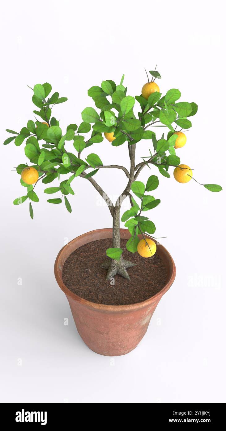 lemon tree with white background Stock Photo - Alamy