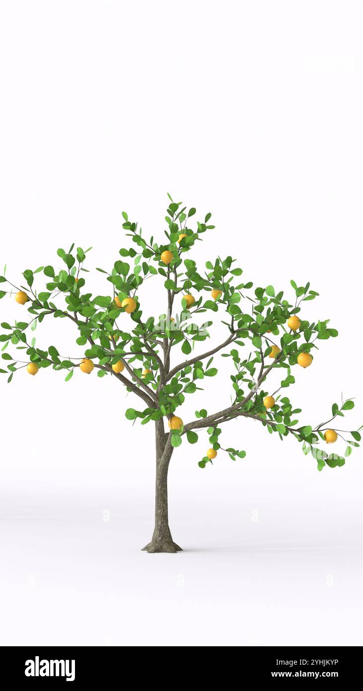 lemon tree with white background Stock Photo - Alamy