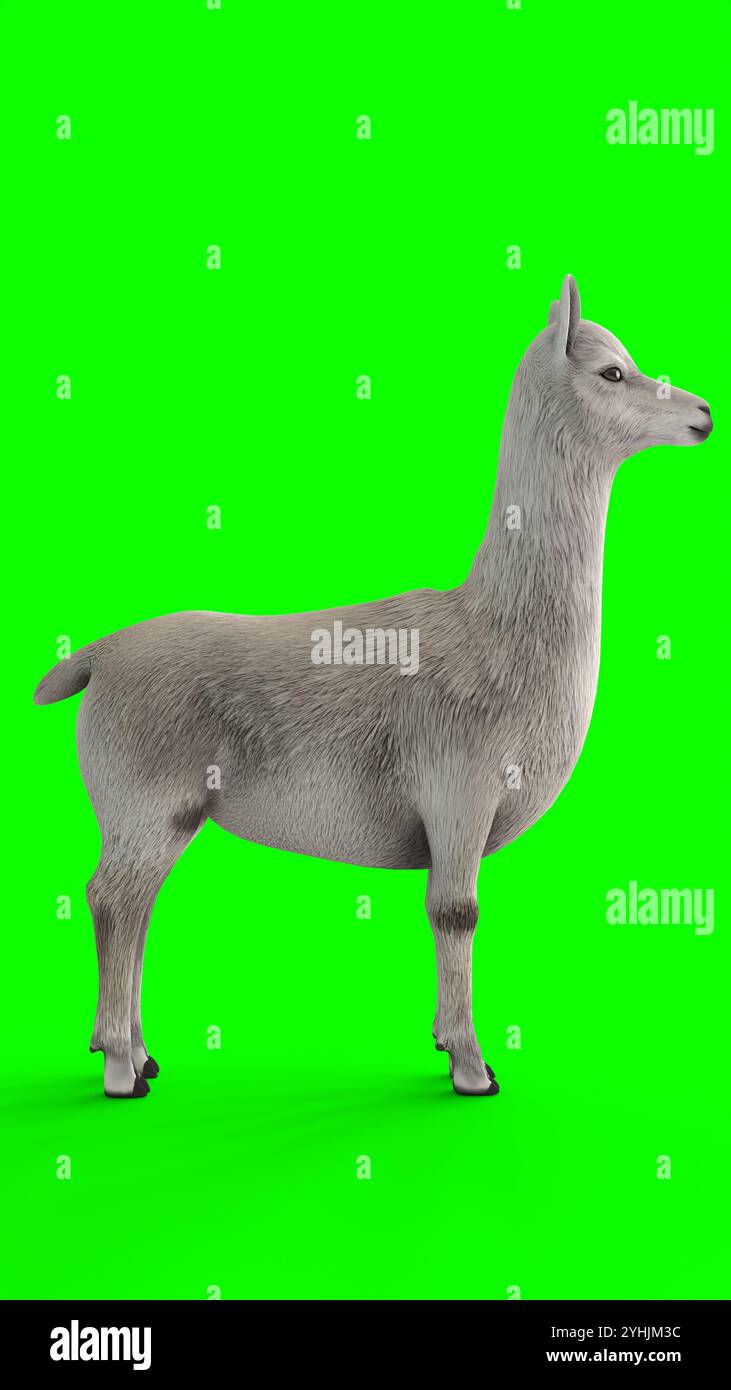 alpaca with green background Stock Photo - Alamy