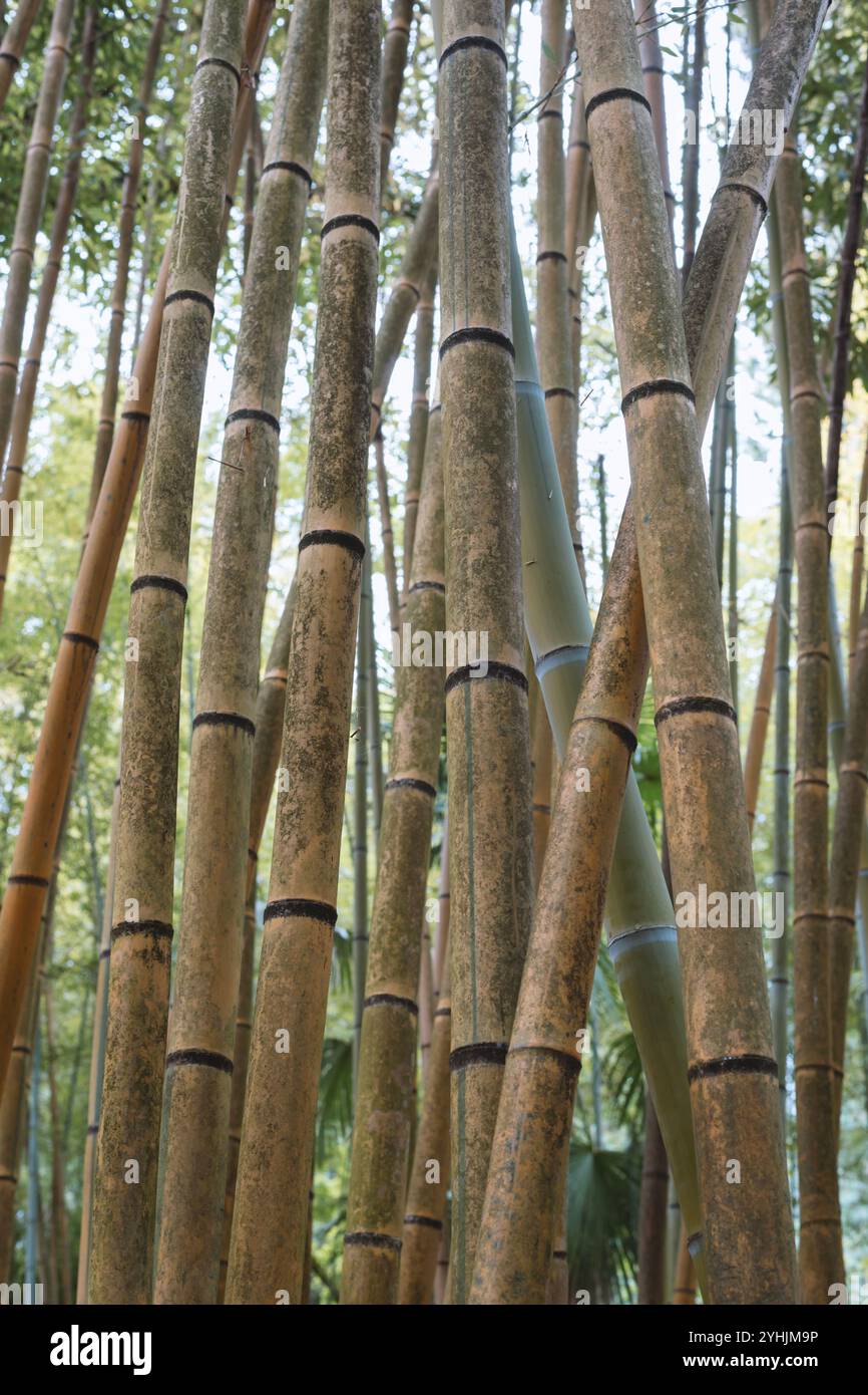 closeup poles of golden bamboo trees in tropical forest Stock Photo - Alamy