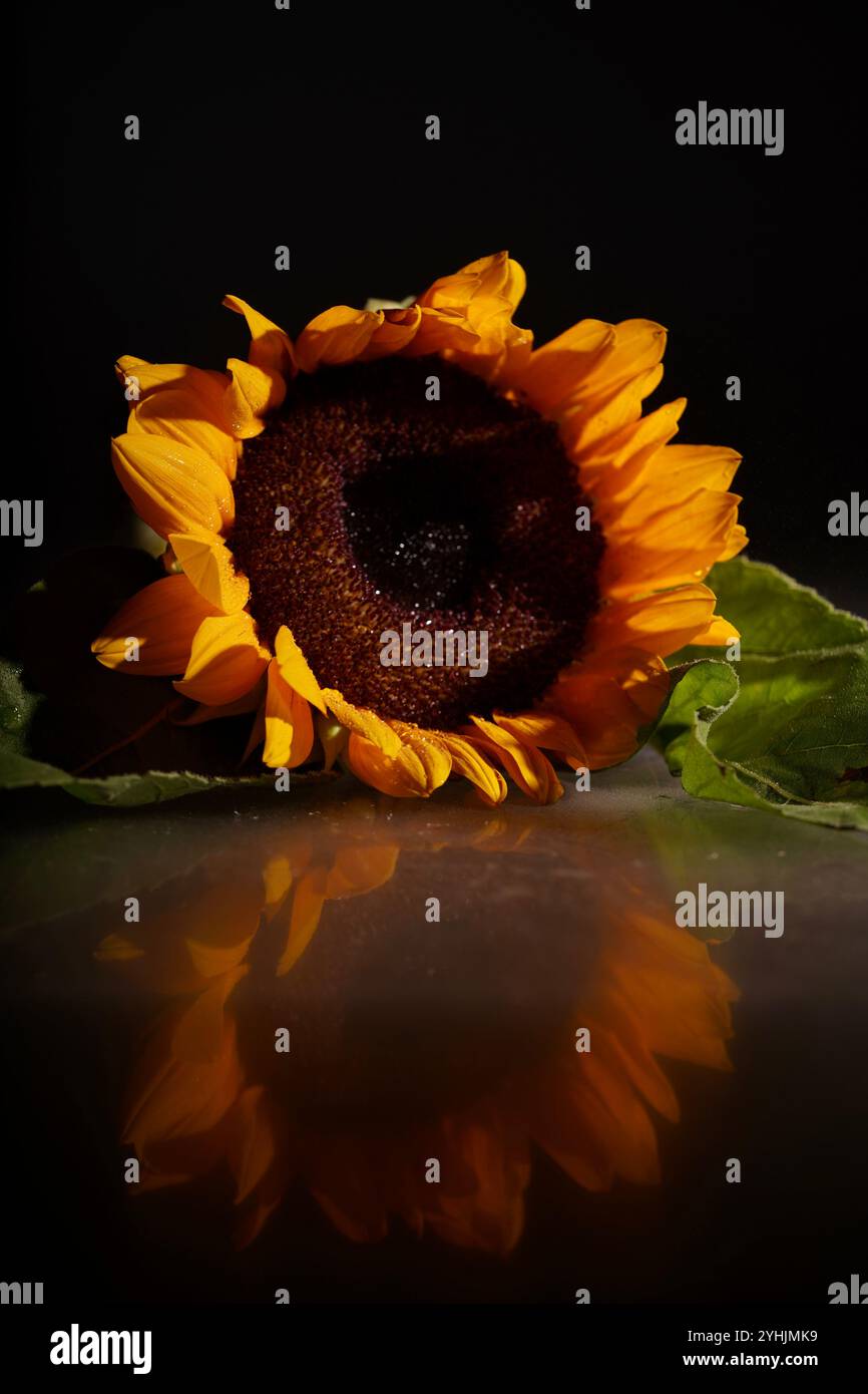 Wolfy pics hi-res stock photography and images - Alamy