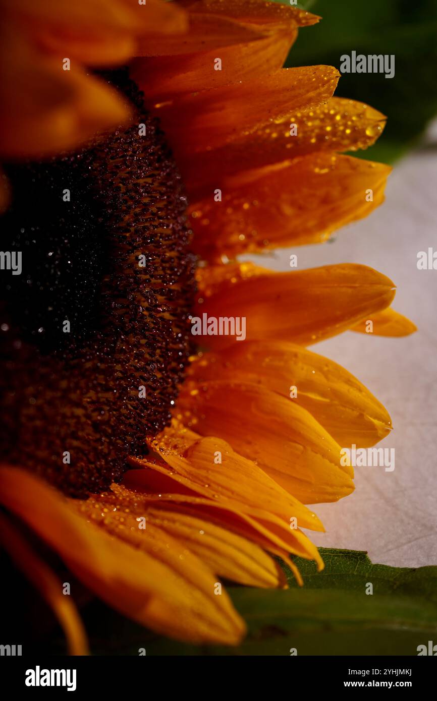 Hd sunflower images hi-res stock photography and images - Alamy
