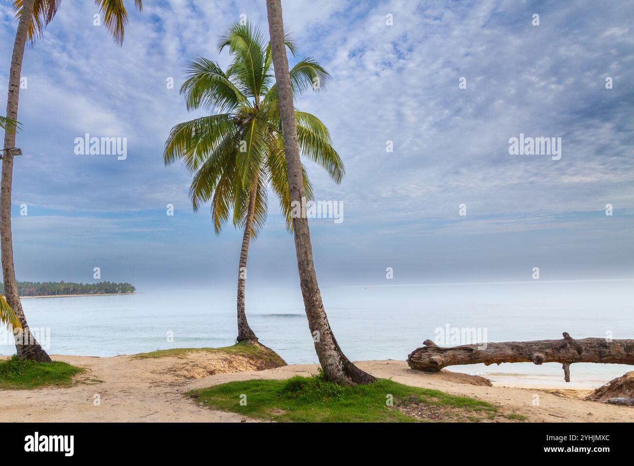 Tall palm trees sway gently over a sandy beach, with a calm ocean ...