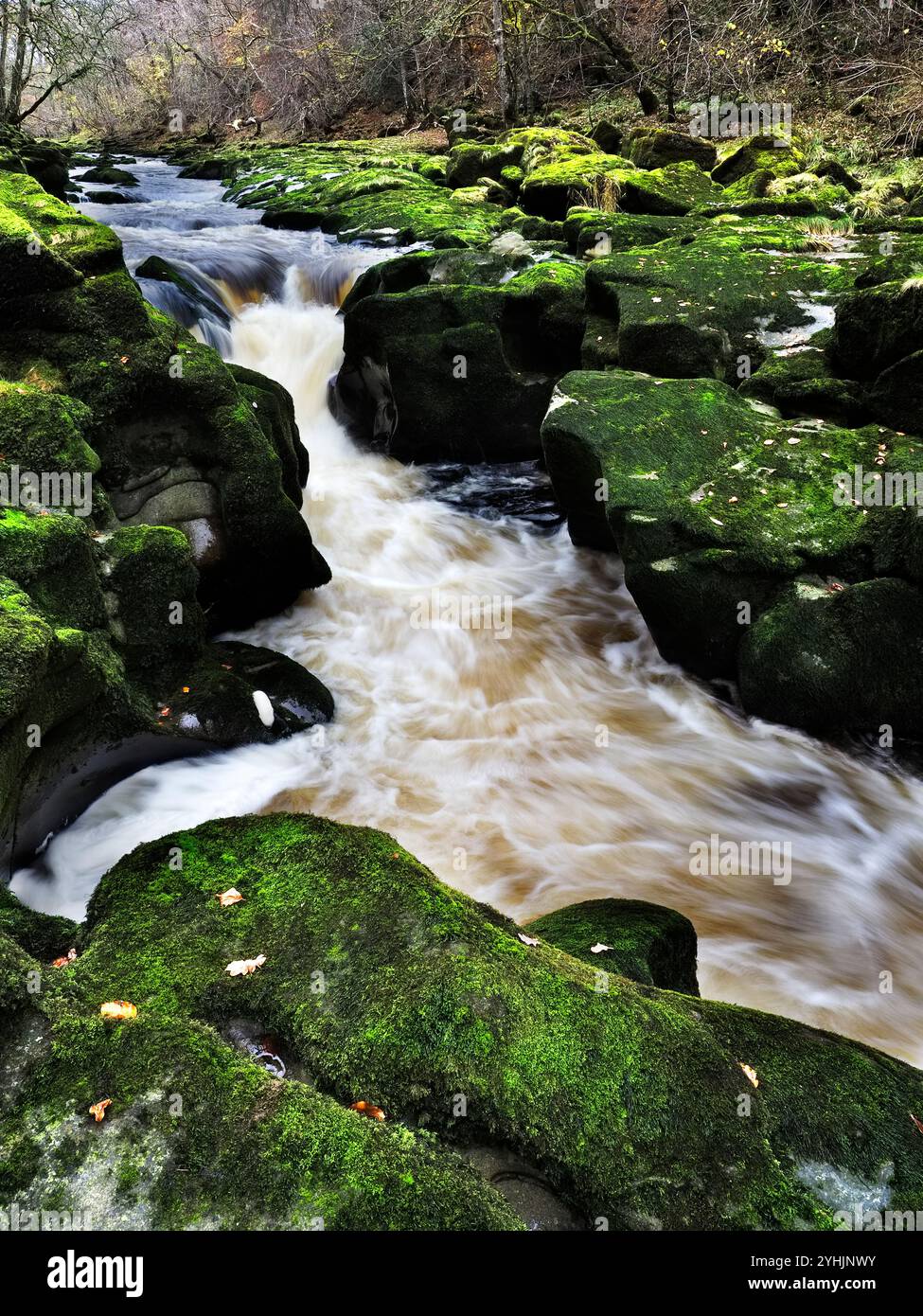 Mossy rocks around The Strid on the River Wharfe in Strid Wood at ...