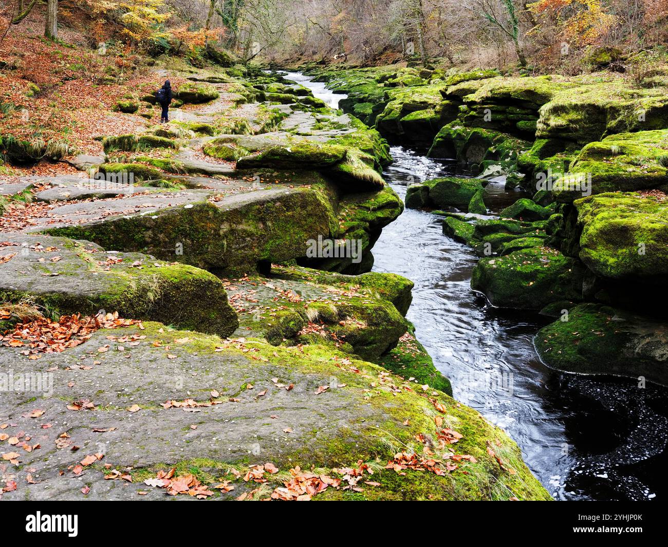 The Strid on The River Wharfe in Strid Wood in autumn at Bolton Abbey ...