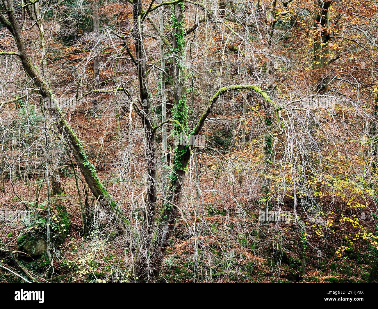 Skeletal tree trunks hi-res stock photography and images - Alamy