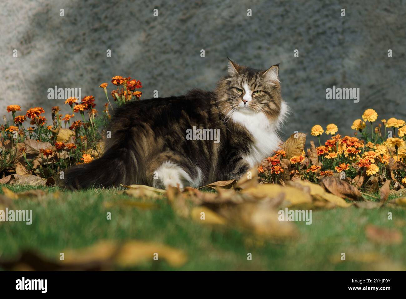 Adorable cat illuminated sun light hi-res stock photography and images ...