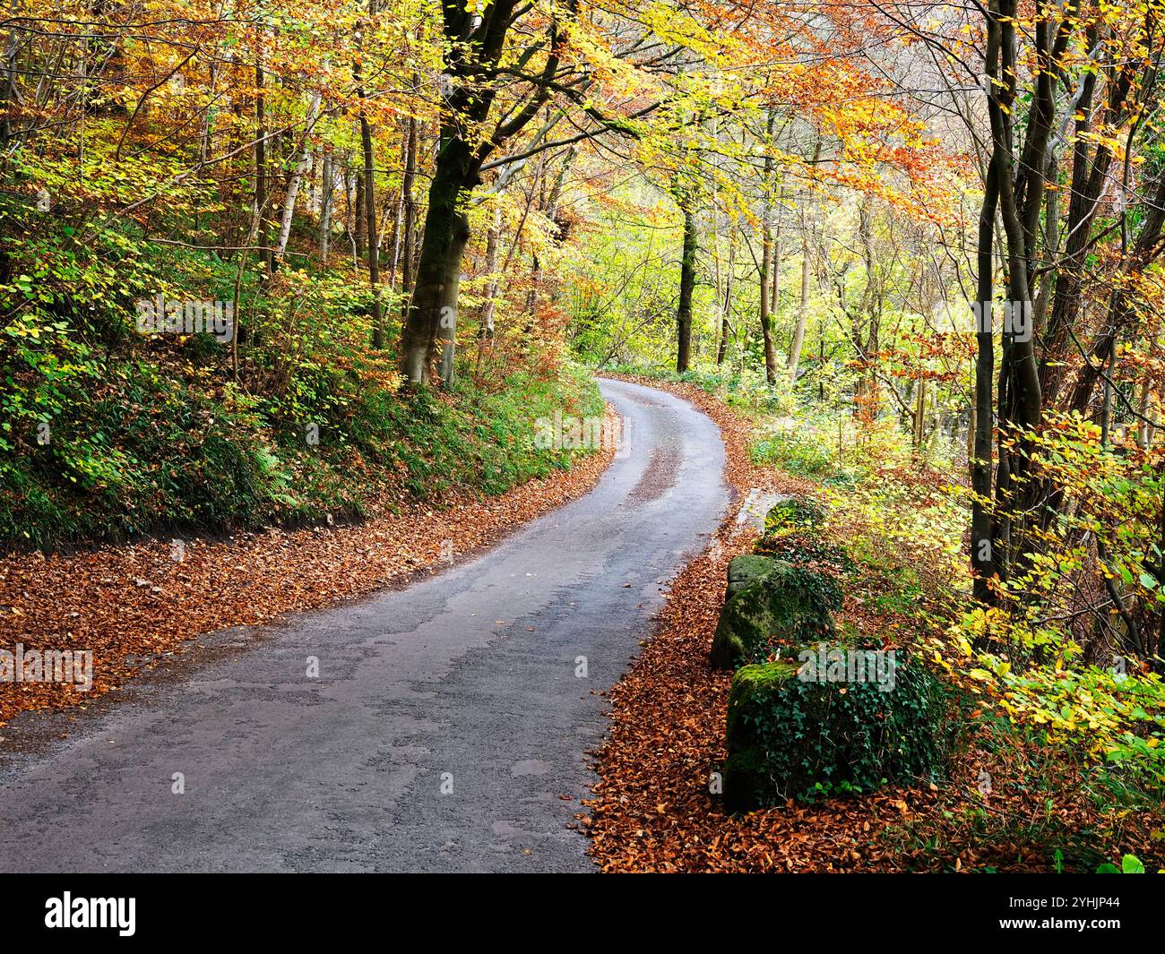 Autumn trees along a lane in Strid Wood at Bolton Abbey North Yorkshire ...