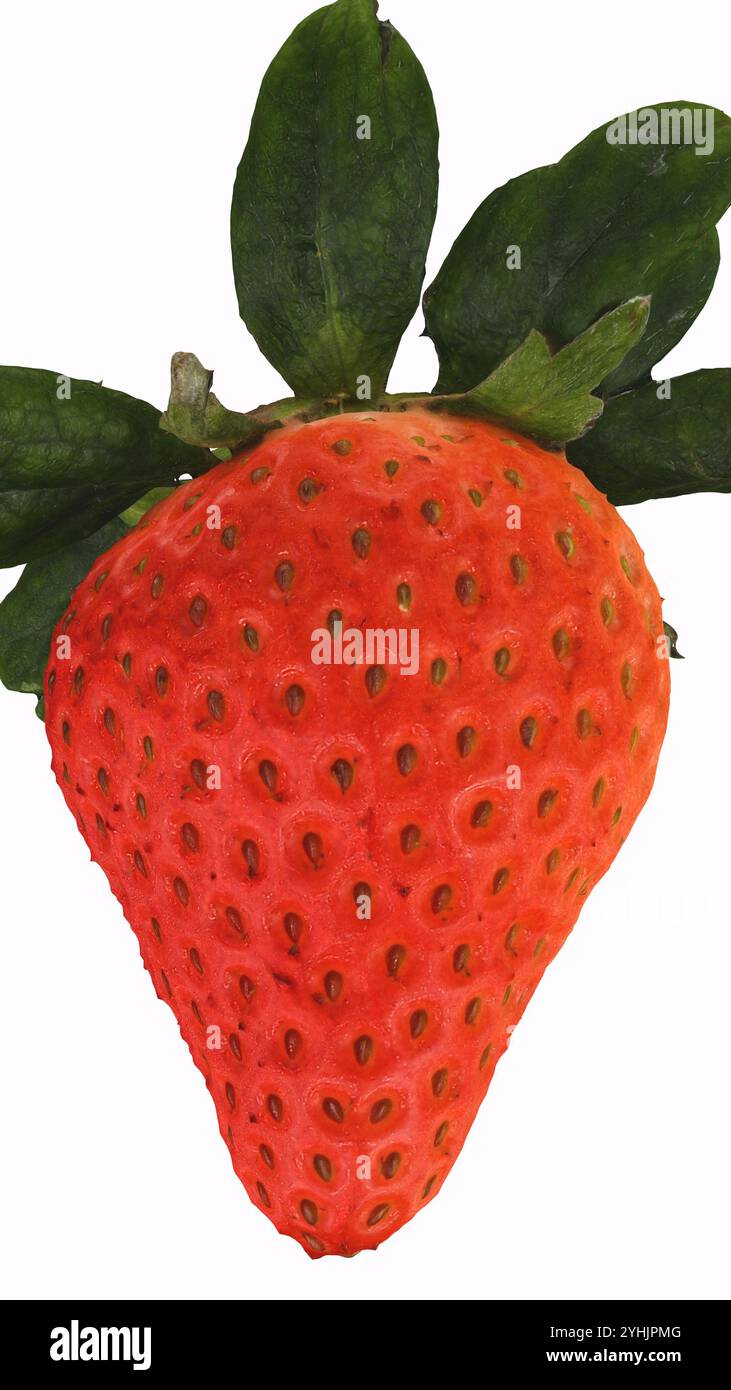 strawberry with white background Stock Photo - Alamy