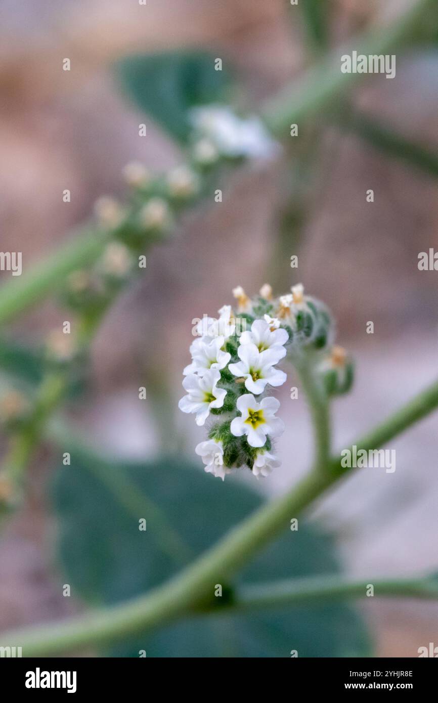 Heliotropium europaeum, European Turnsole Stock Photo - Alamy