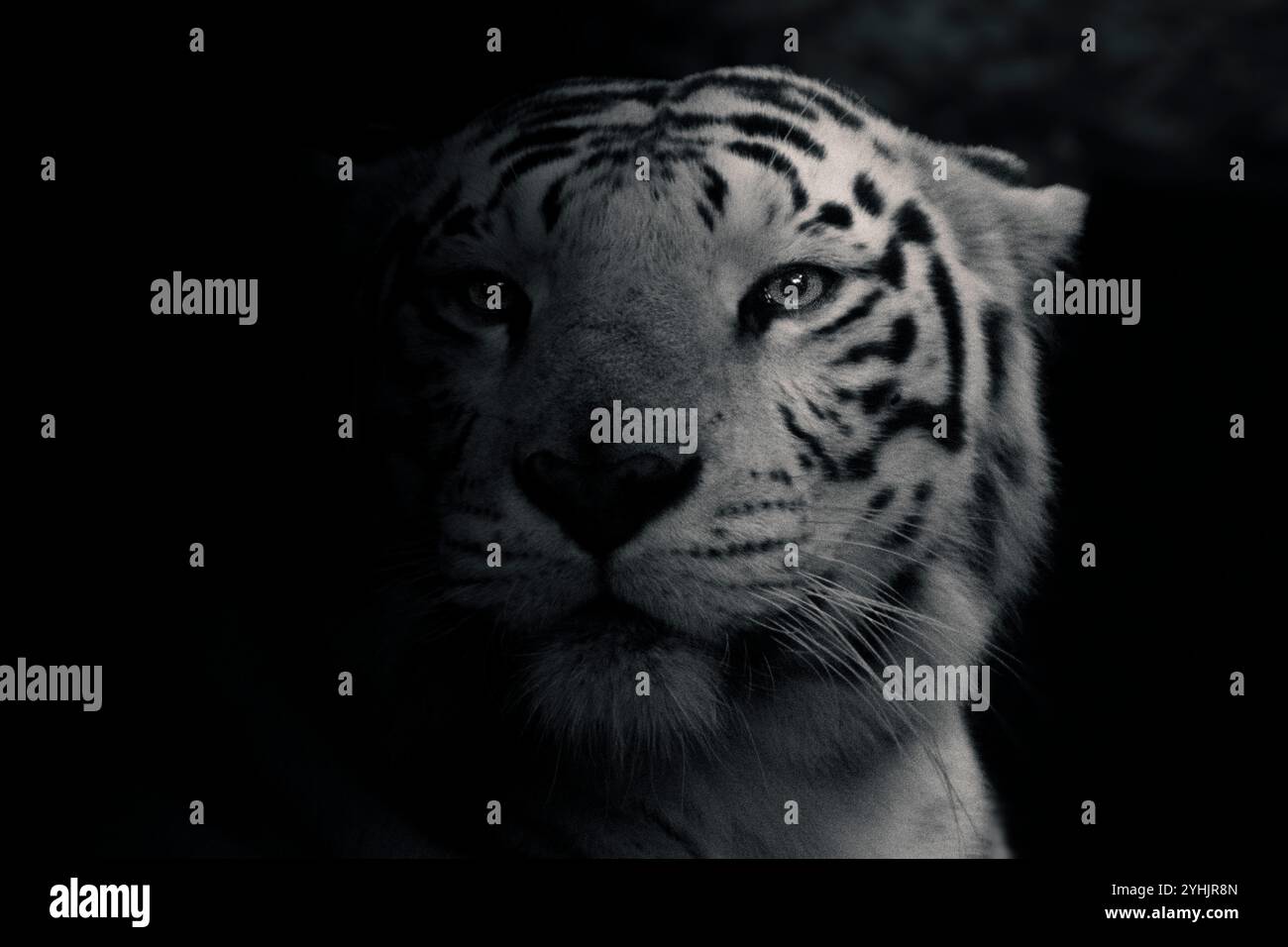 Tiger eyes glowing hi-res stock photography and images - Alamy
