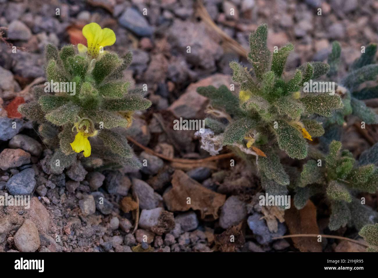 Furry bugle hi-res stock photography and images - Alamy