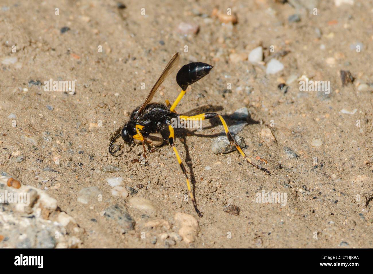 Sceliphron spirifex, Black Mud dauber Wasps Stock Photo - Alamy