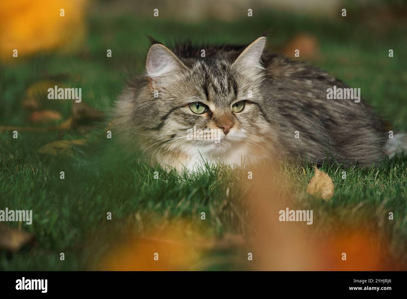 Siberian cat with thick fur and green eyes lies on the grass in a ...