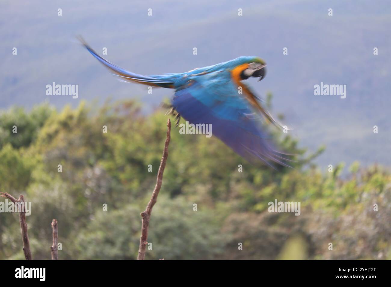 Big blue parrot Hyacinth Macaw, Anodorhynchus hyacinthinus, wild bird ...