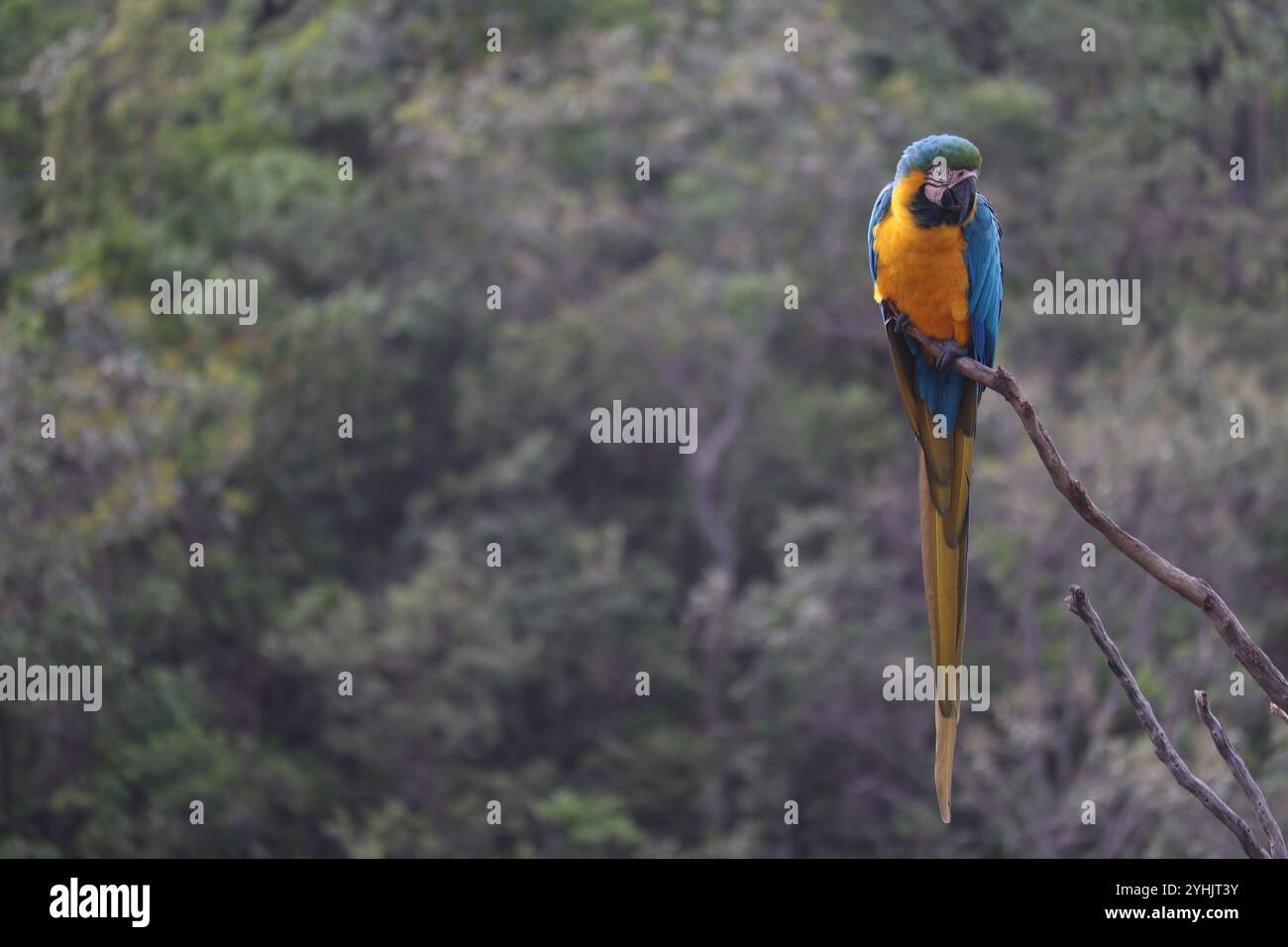 Big blue parrot Hyacinth Macaw, Anodorhynchus hyacinthinus, wild bird ...