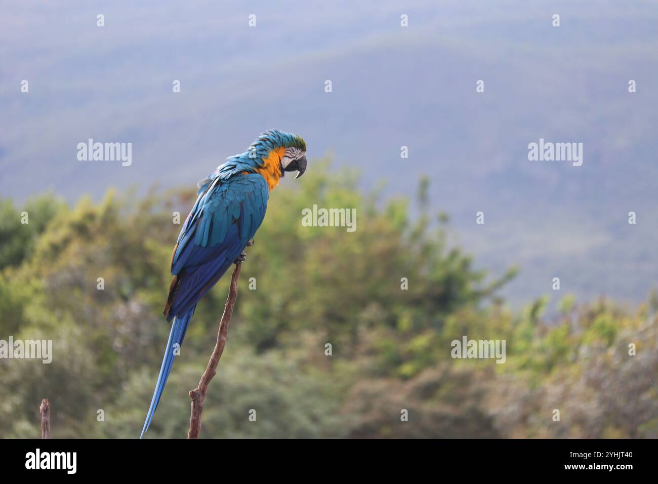 Big blue parrot Hyacinth Macaw, Anodorhynchus hyacinthinus, wild bird ...
