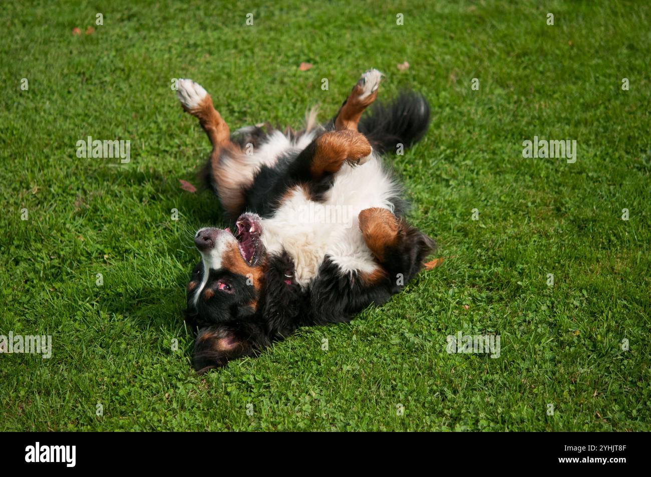 Bernese Mountain Dog rolling on their back in the grass Stock Photo - Alamy