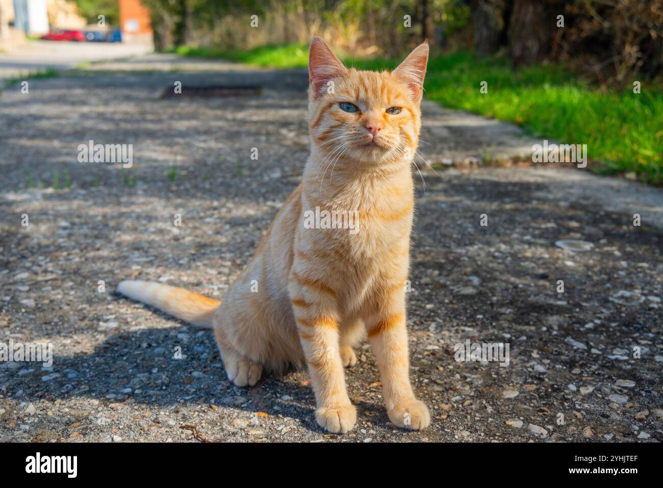 Orange tabby cat Stock Photo - Alamy