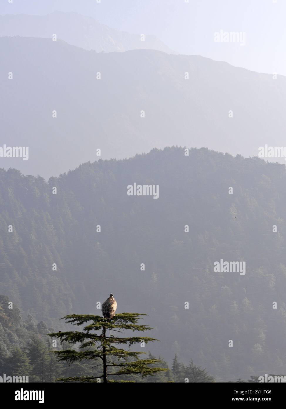 A Himalayan Griffon vulture sits atop a cedar tree against the backdrop ...