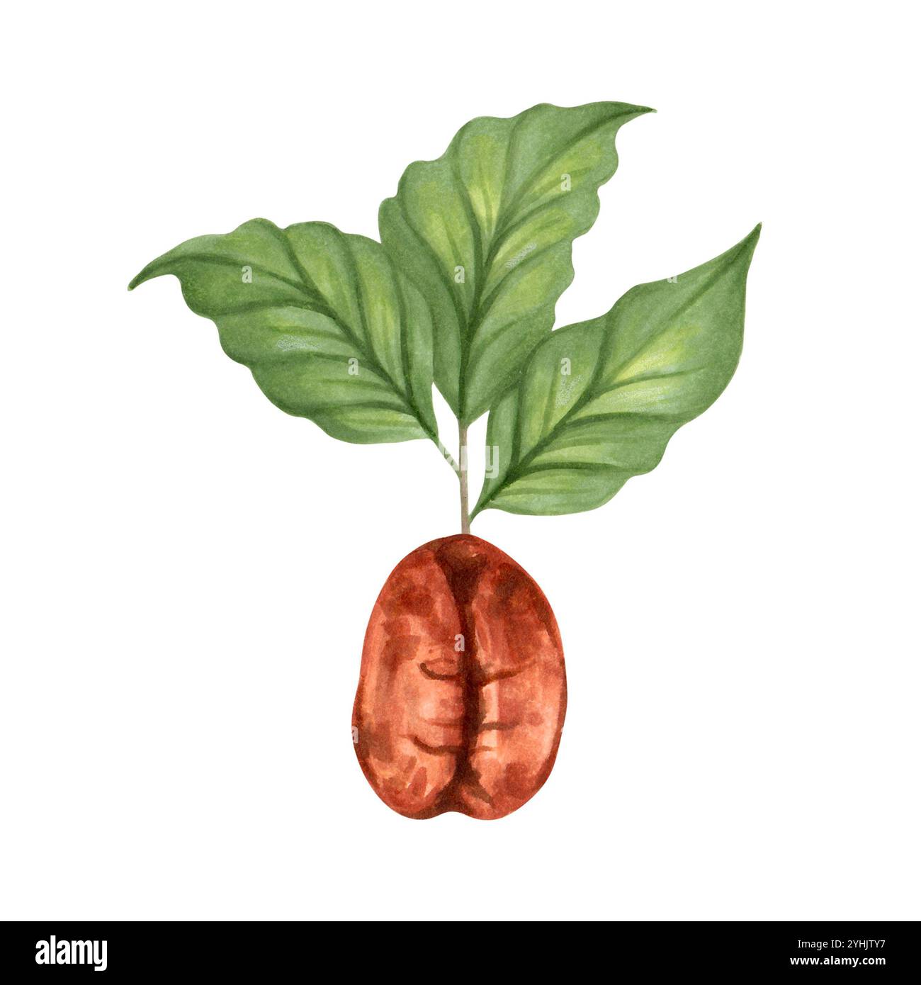 Coffee bean with sprouted coffee leaves. Watercolor and marker ...