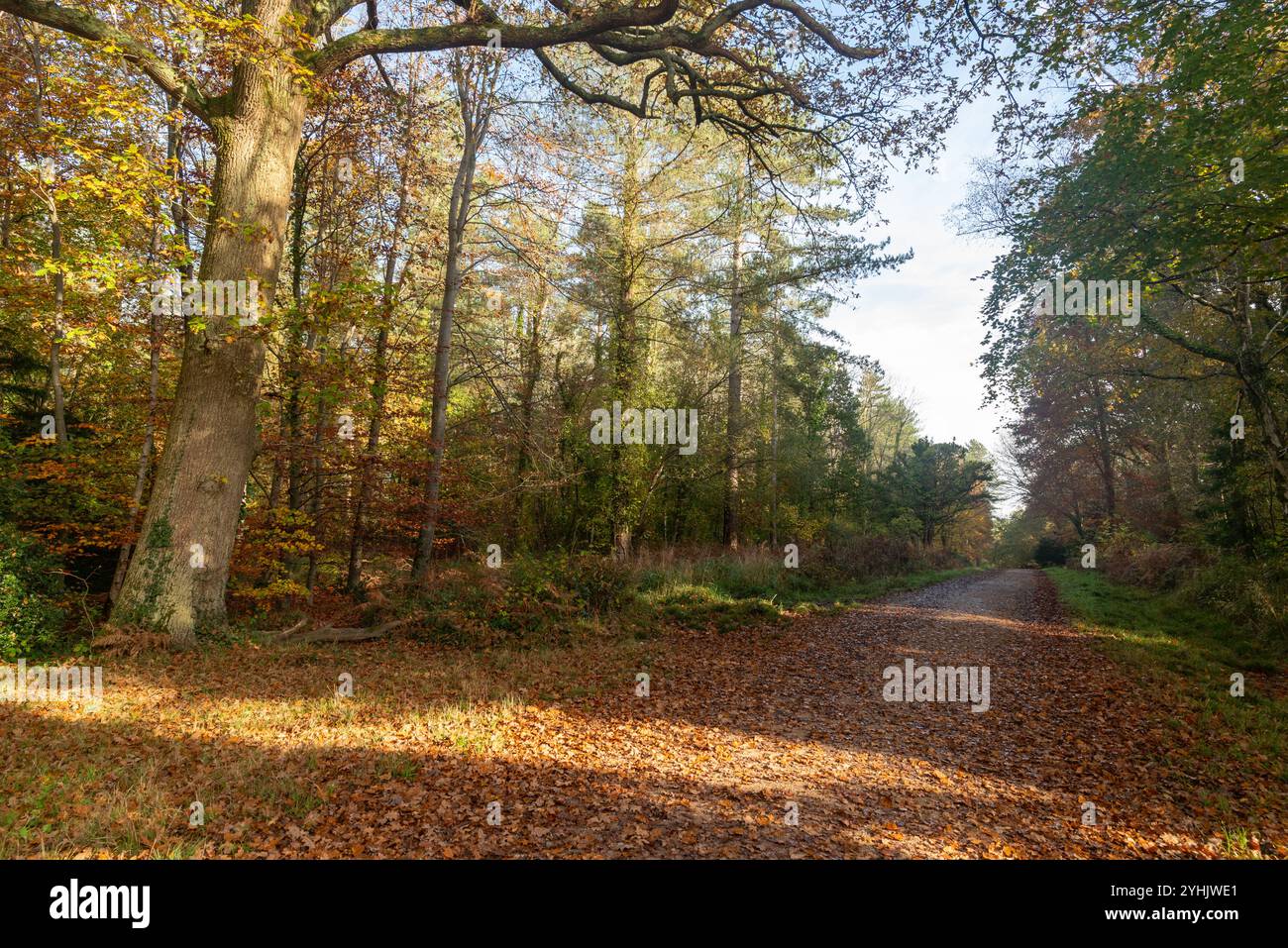 Classic autumnal image with green trees and fallen brown leaves on a ...