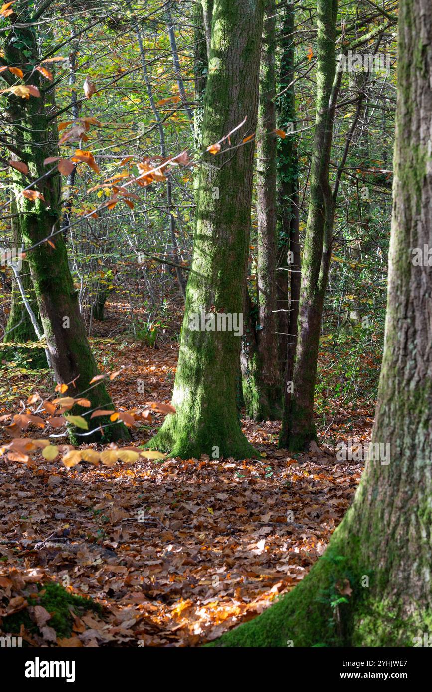 Autumnal English forest with green trees and brown leaves on the floor ...