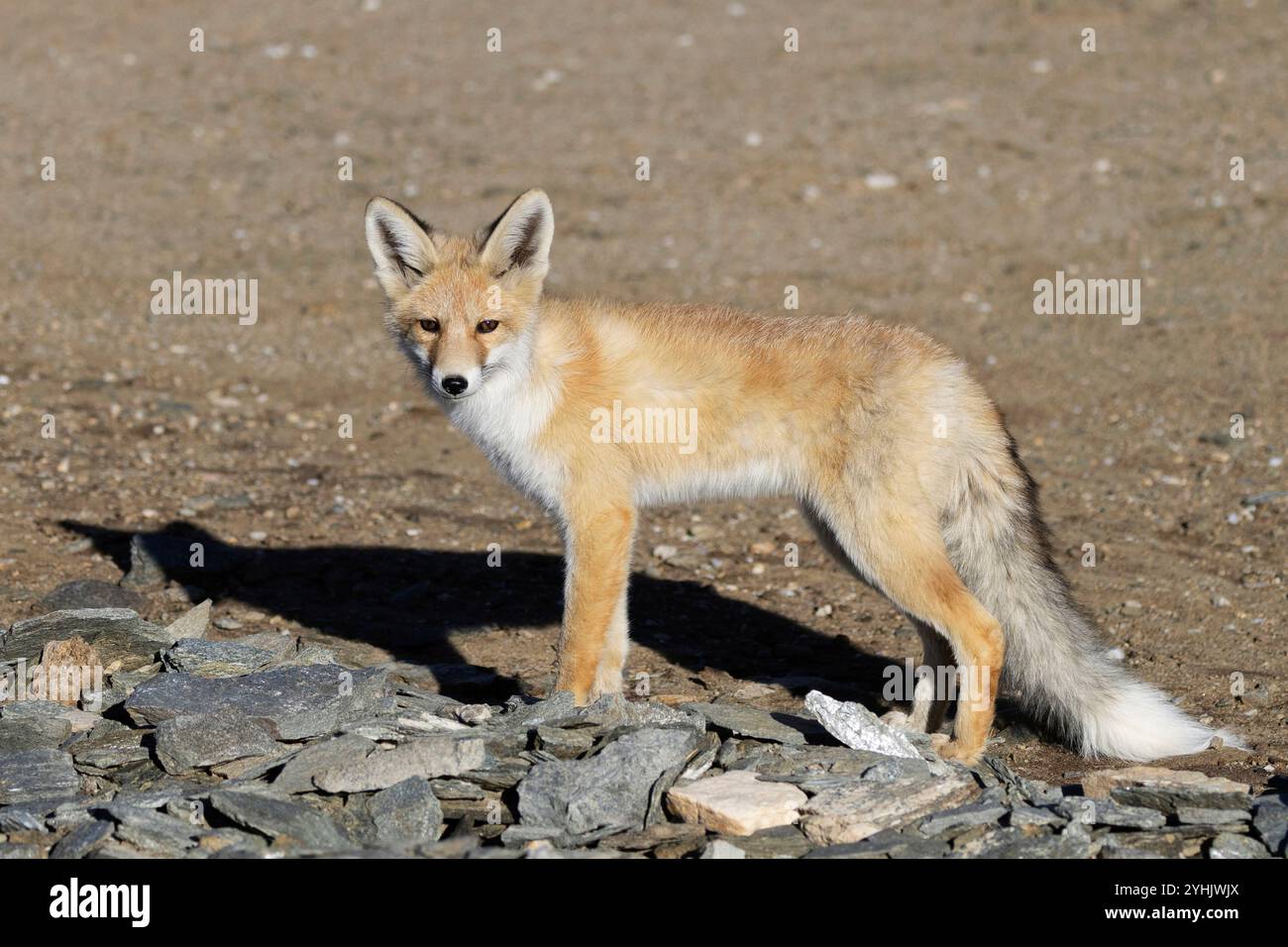 Red Fox, Vulpes vulpes, Ladakh, India Stock Photo - Alamy