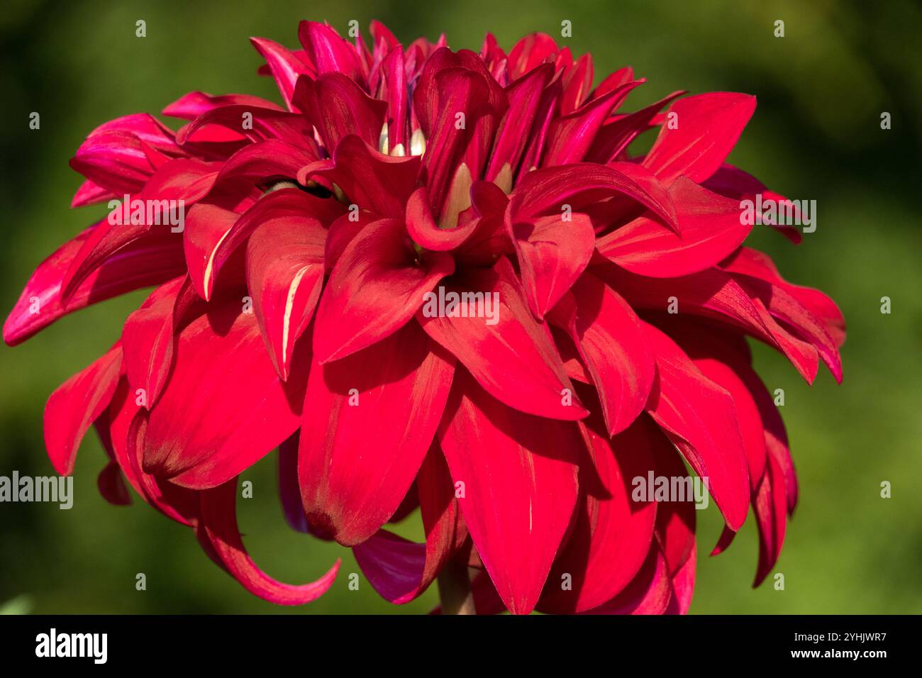Dahlia bohemian spartacus hi-res stock photography and images - Alamy