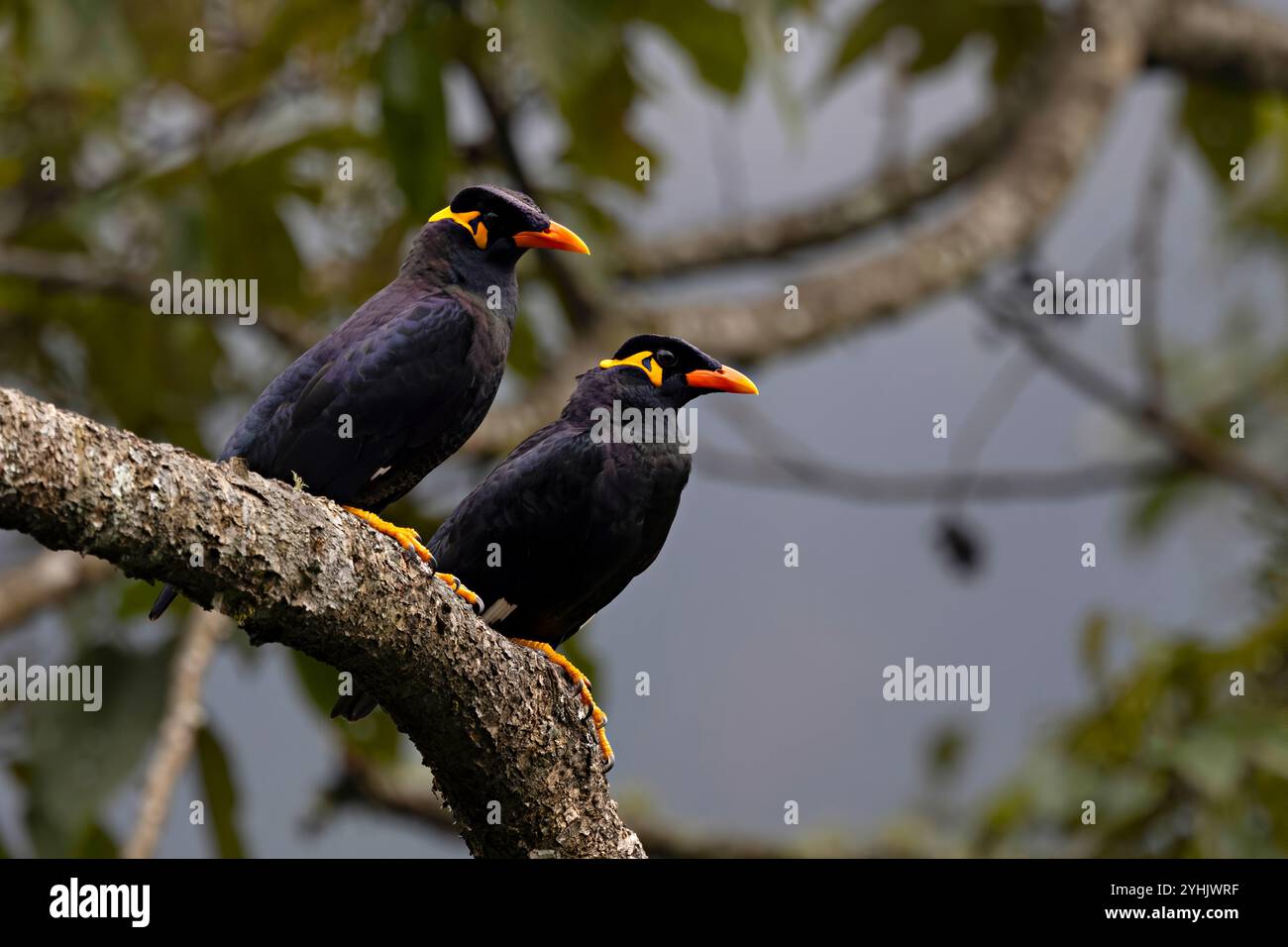 Indian hill myna hi-res stock photography and images - Alamy