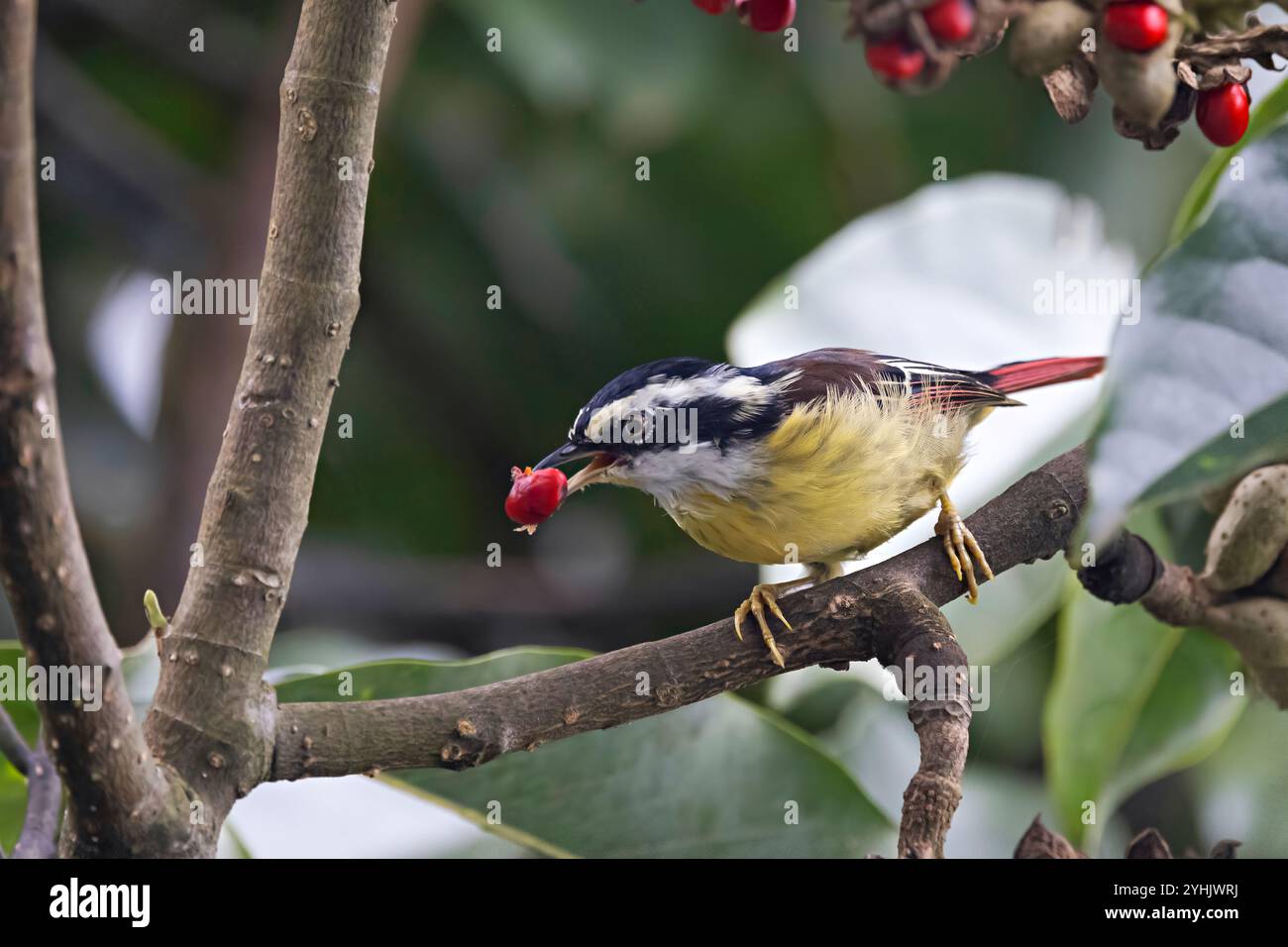 Red-tailed Minla, Minla ignotincta, Pangolakha Wildlife Sanctuary ...