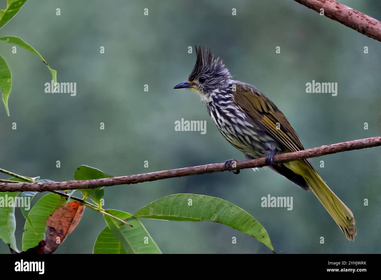Striated Bulbul, Alcurus striatus, Sikkim, India Stock Photo - Alamy