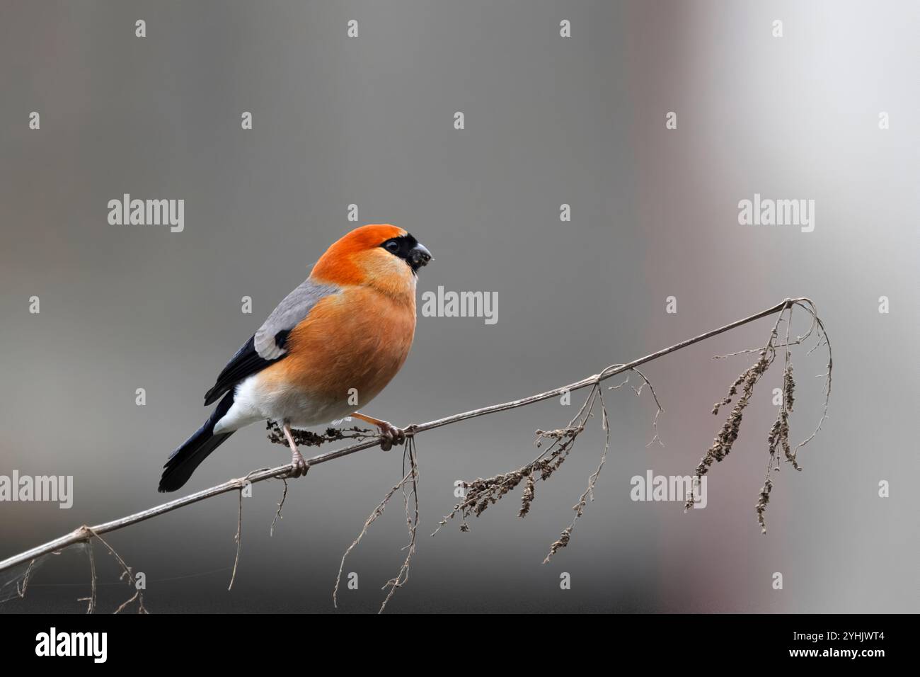 Red-headed Bullfinch, Pyrrhula erythrocephala, Pangolakha Wildlife ...