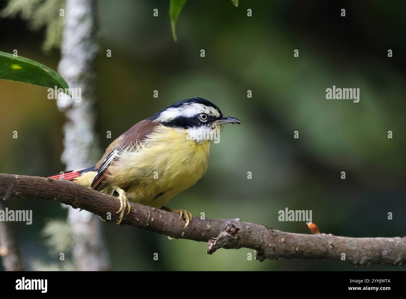 Red-tailed Minla, Minla ignotincta, Pangolakha Wildlife Sanctuary ...
