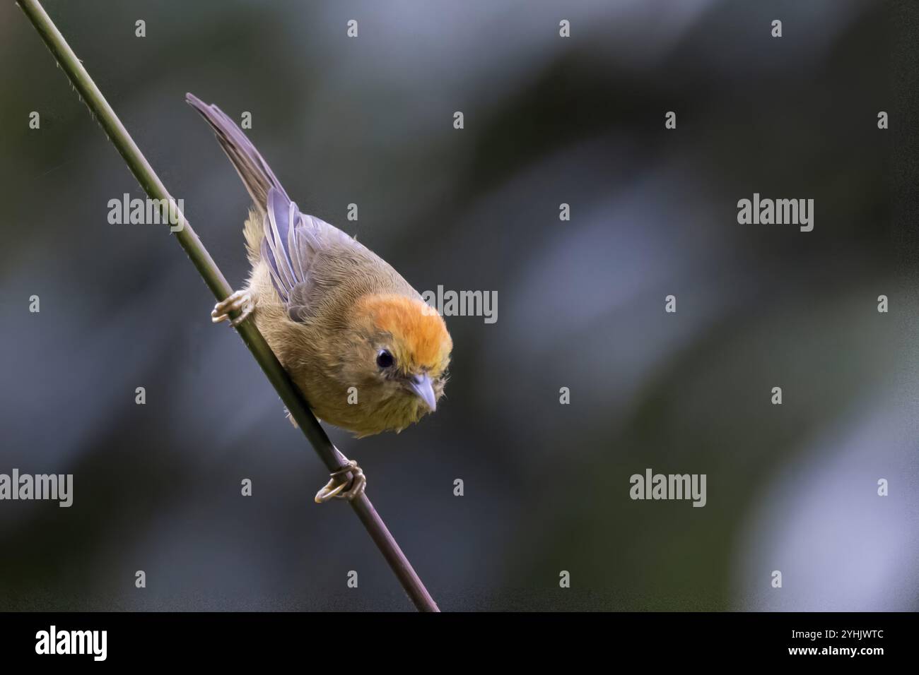 Sikkim habitats hi-res stock photography and images - Alamy