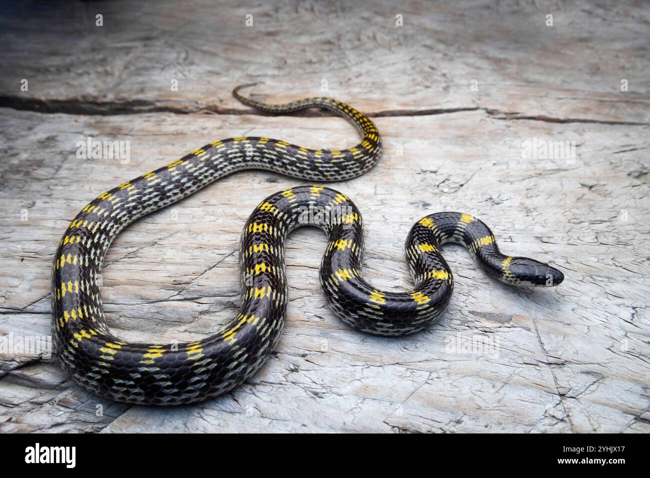 Indian wolf snake hi-res stock photography and images - Alamy