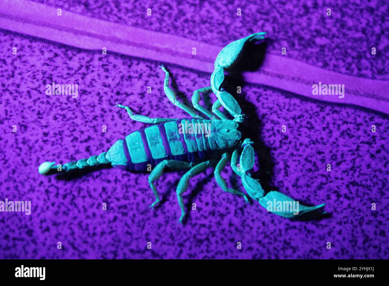 Scorpiops sp. from Dharamshala. Scorpions glow under ultraviolet (UV ...