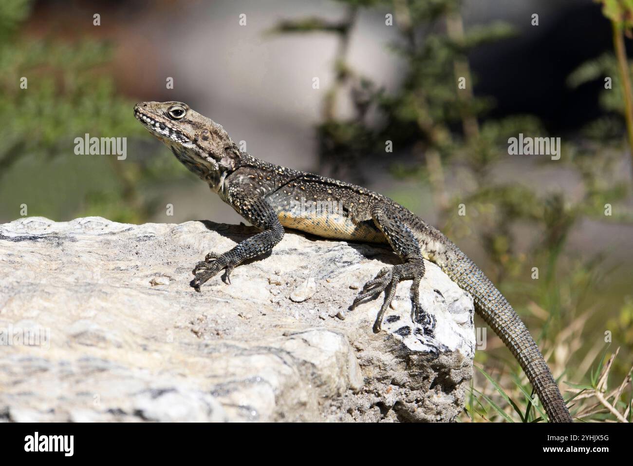 Laudakia sp. is an agamid lizard. Agamidae is a family of over 550 species of iguanian lizards ...