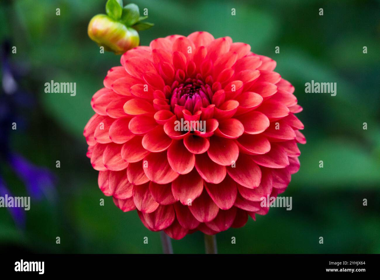 Autumn flowers on brown hi-res stock photography and images - Alamy