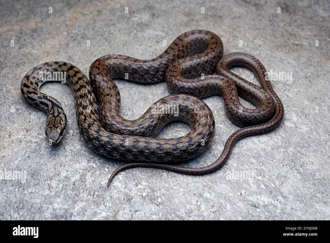 Herpetoreas platyceps hi-res stock photography and images - Alamy