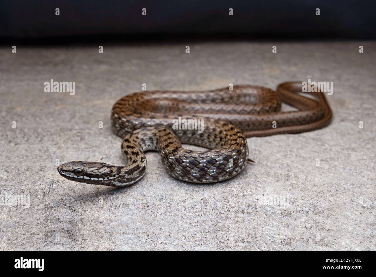 Herpetoreas platyceps hi-res stock photography and images - Alamy