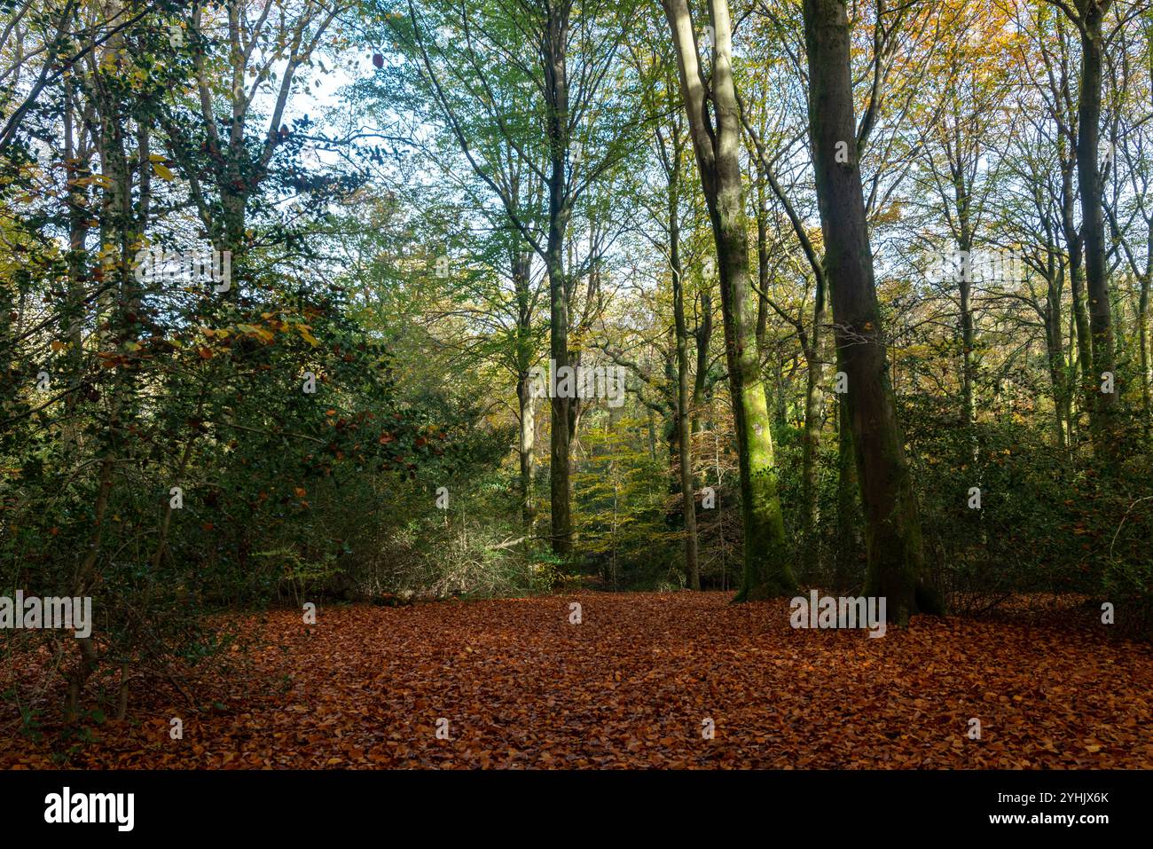 People fresh leaves english hi-res stock photography and images - Alamy