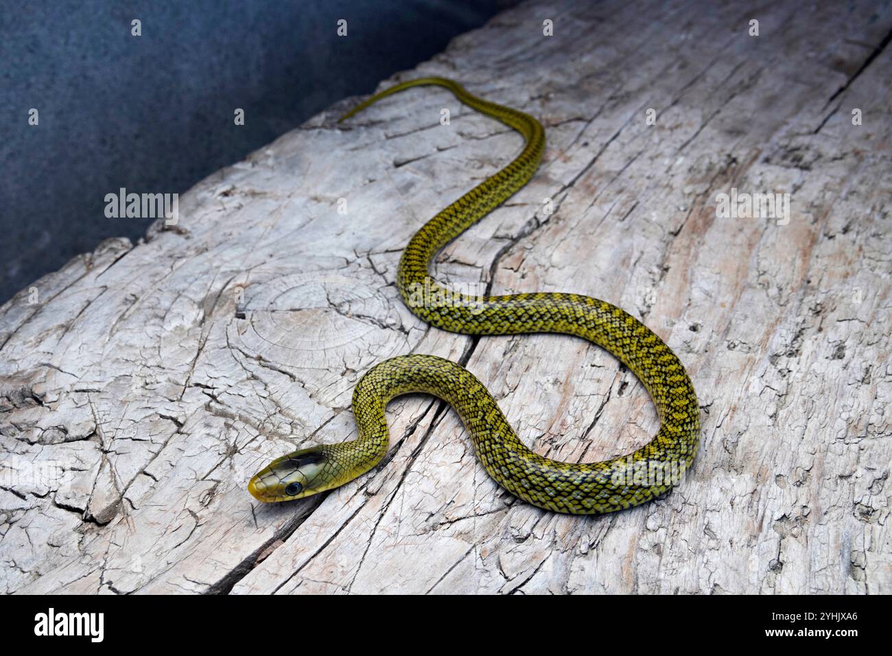 A juvenile of Elaphe hodgsoni, Hodgson's rat snake and the Himalayan ...