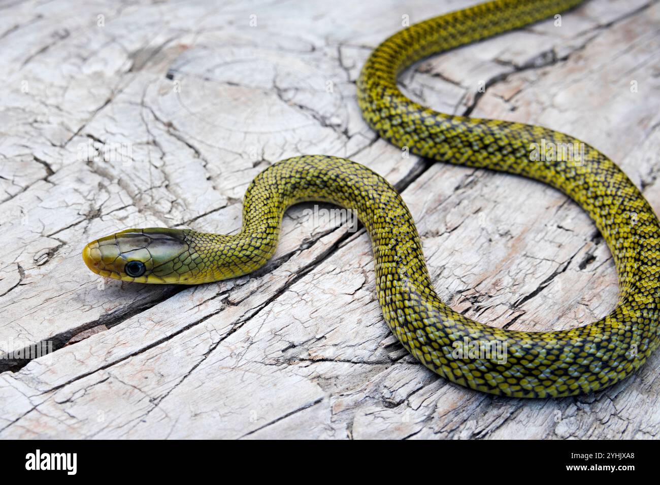 A juvenile of Elaphe hodgsoni, Hodgson's rat snake and the Himalayan ...