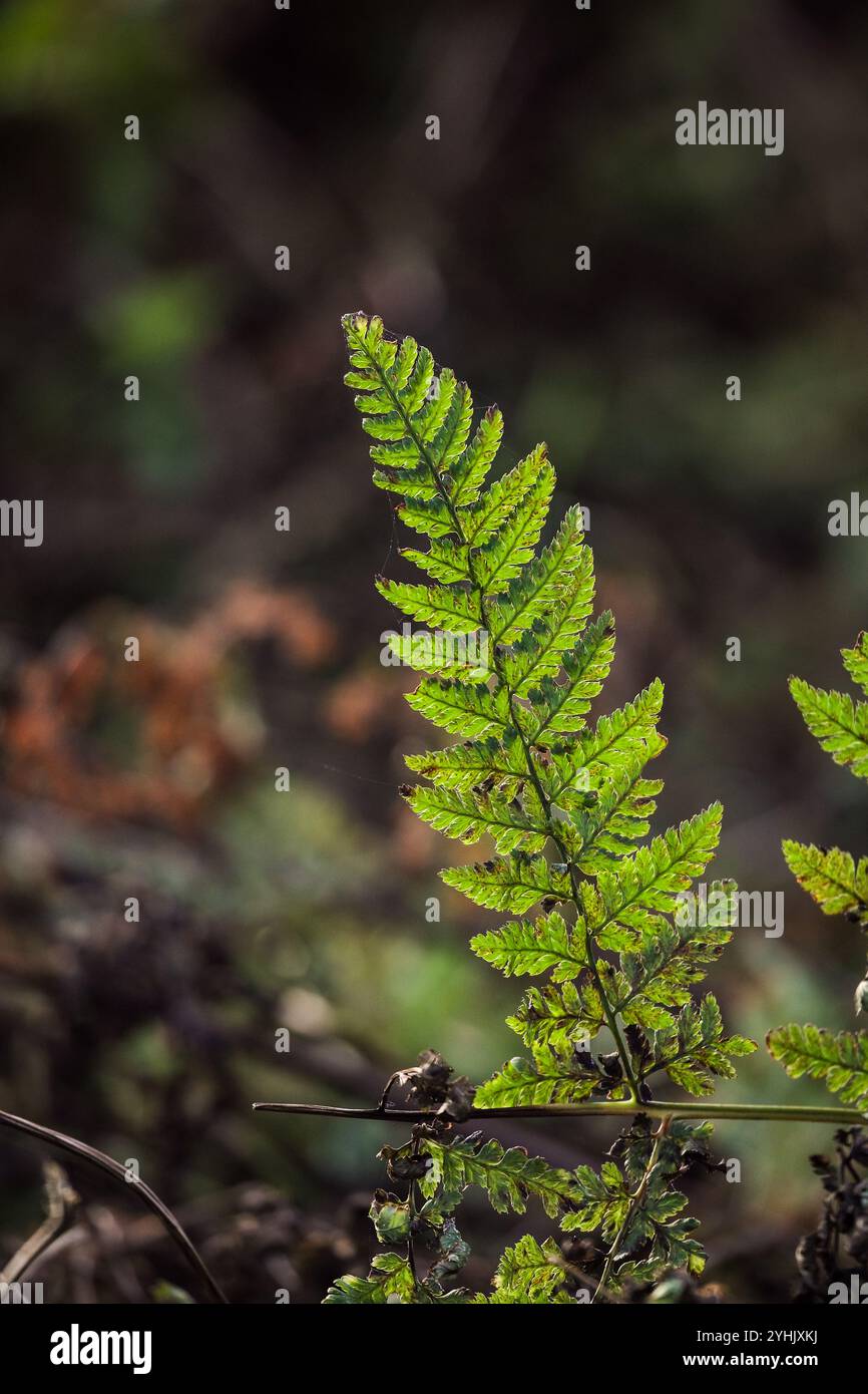 Backlit Common, Bracken Frond (Pteridium aquilinum) Illuminated by ...